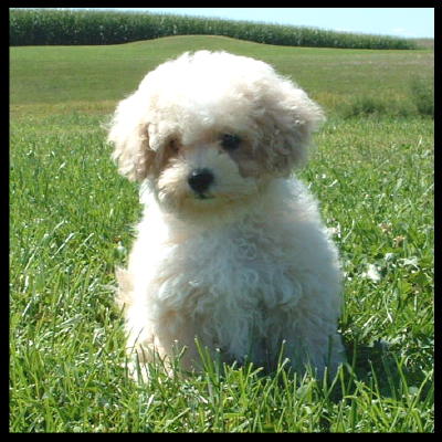 Bichpoo| Poochon| Bichon Poodle Hybrid Puppies for sale