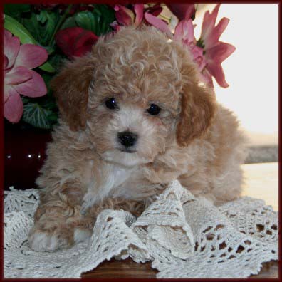 Bichpoo| Poochon| Bichon Poodle Hybrid Puppies for sale