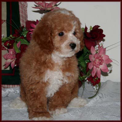 Bichpoo| Poochon| Bichon Poodle Hybrid Puppies for sale