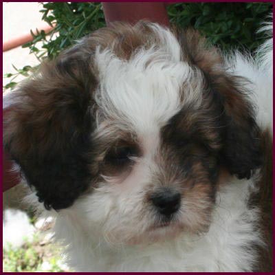 Shichon Puppy 4 Sale|Cross|Mixed Breed Puppies