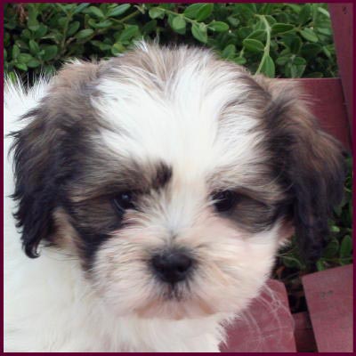 Shichon Puppy 4 Sale|Cross|Mixed Breed Puppies