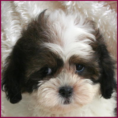 Shichon Puppy 4 Sale|Cross|Mixed Breed Puppies