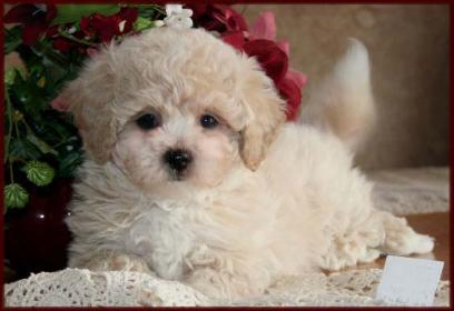 Bichpoo| Poochon| Bichon Poodle Hybrid Puppies for sale